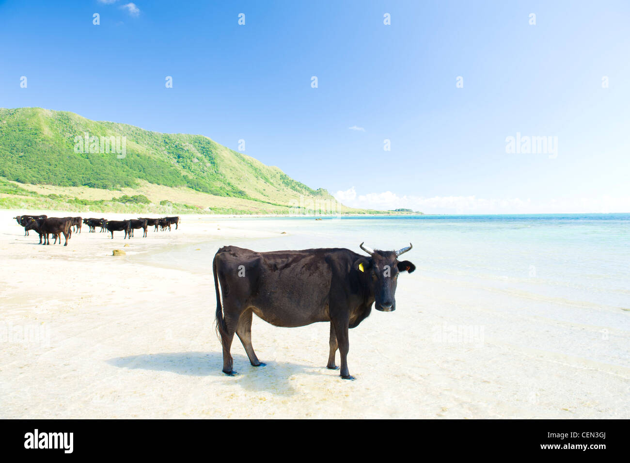 Cows on the beach Stock Photo - Alamy