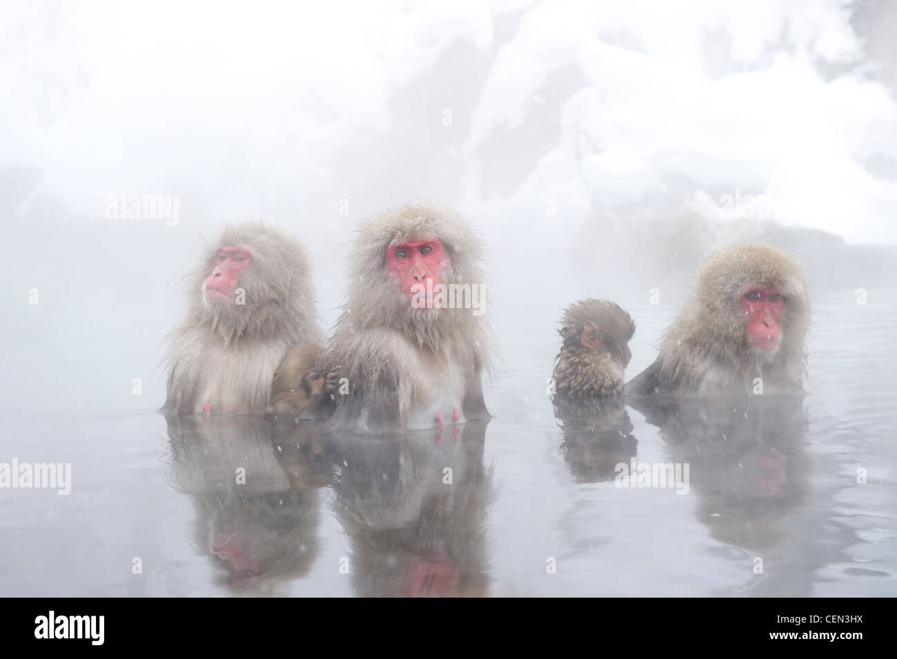 Japanese macaques hi-res stock photography and images - Alamy