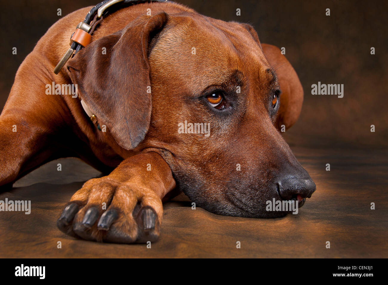 Rhodesian Ridgeback Stock Photos & Rhodesian Ridgeback Stock Images - Alamy