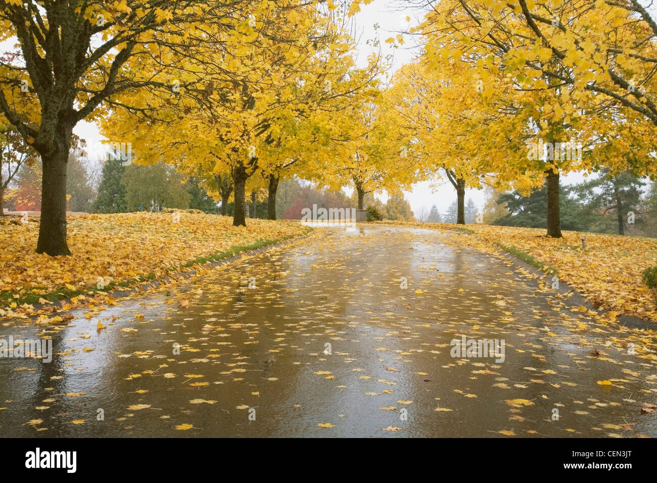 Wet Road In Autumn Stock Photo - Alamy
