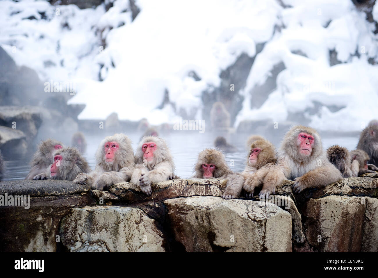 Japanese macaque monkeys group hi-res stock photography and images - Alamy