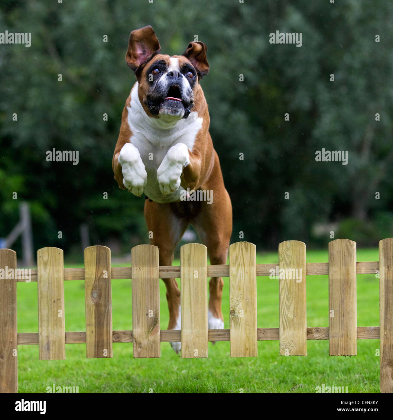 Can French Bulldogs Jump Fences