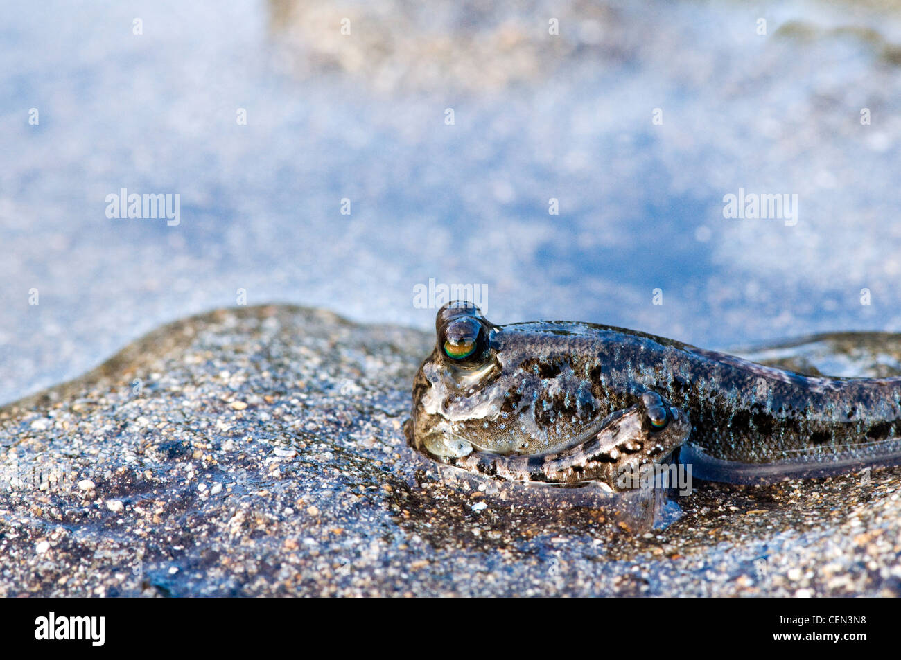 Mudskipper japan hi-res stock photography and images - Alamy