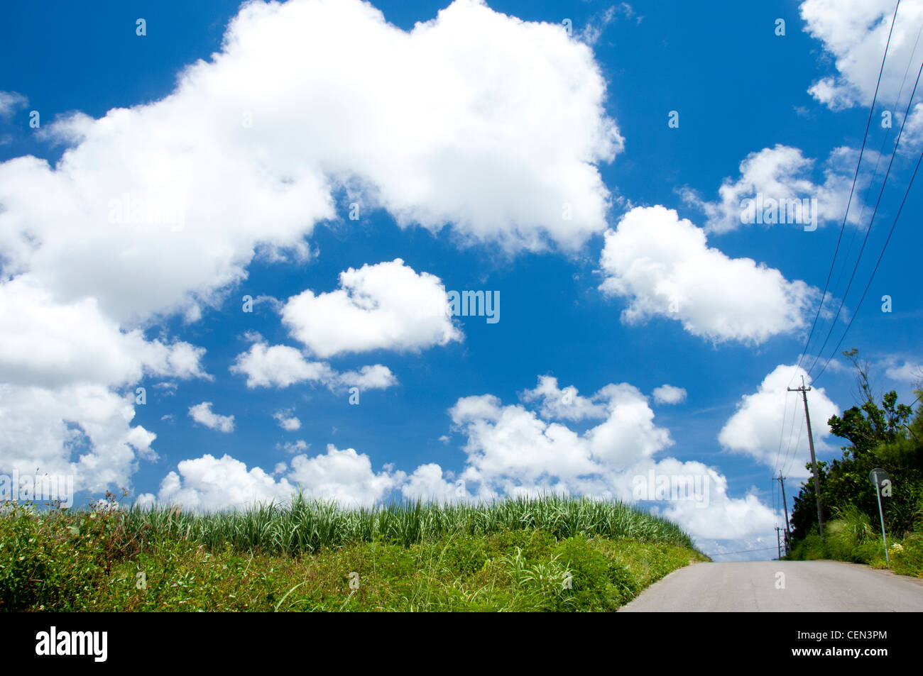 Sugar cane field hi-res stock photography and images - Alamy