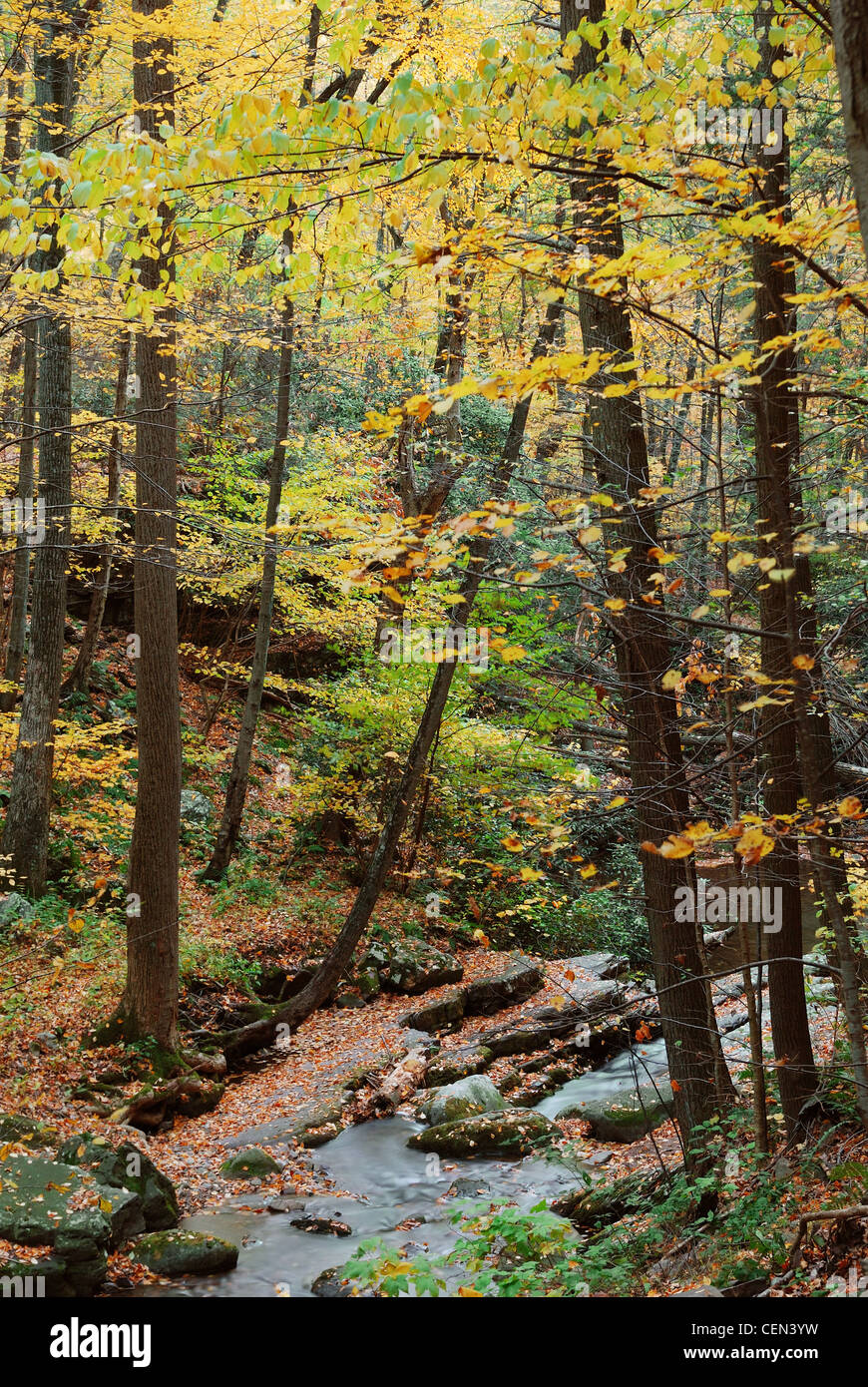 Woods pennsylvania autumn maple trees hi-res stock photography and ...
