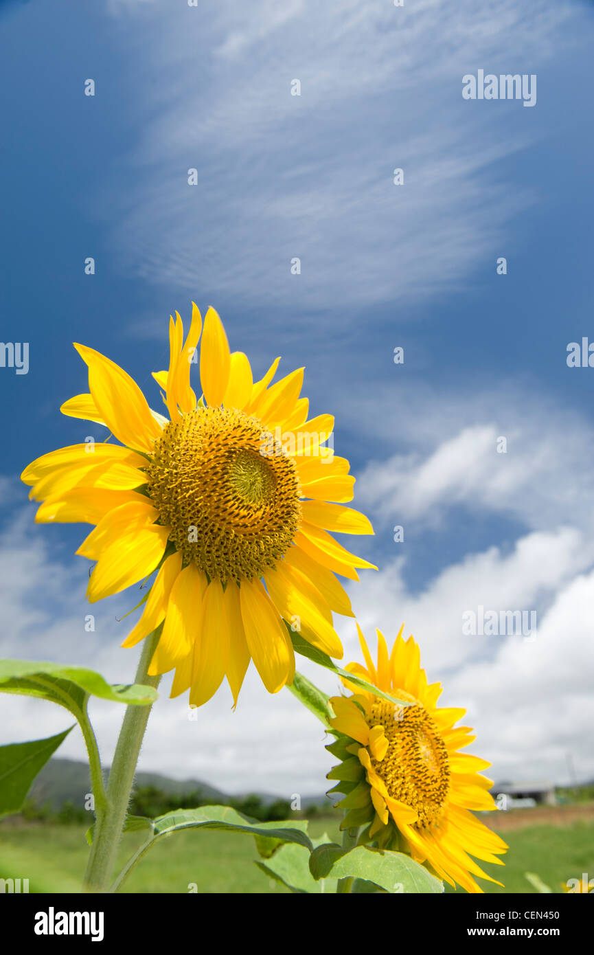 Sunflowers close ups hi-res stock photography and images - Alamy