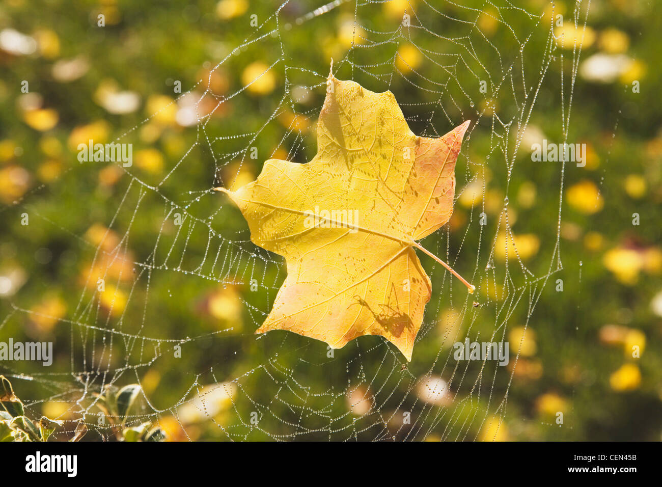 Fall Leaf In A Spider Web Stock Photo - Alamy