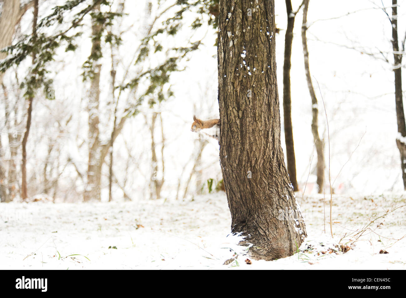 Squirrel on Tree in Winter Stock Photo - Alamy