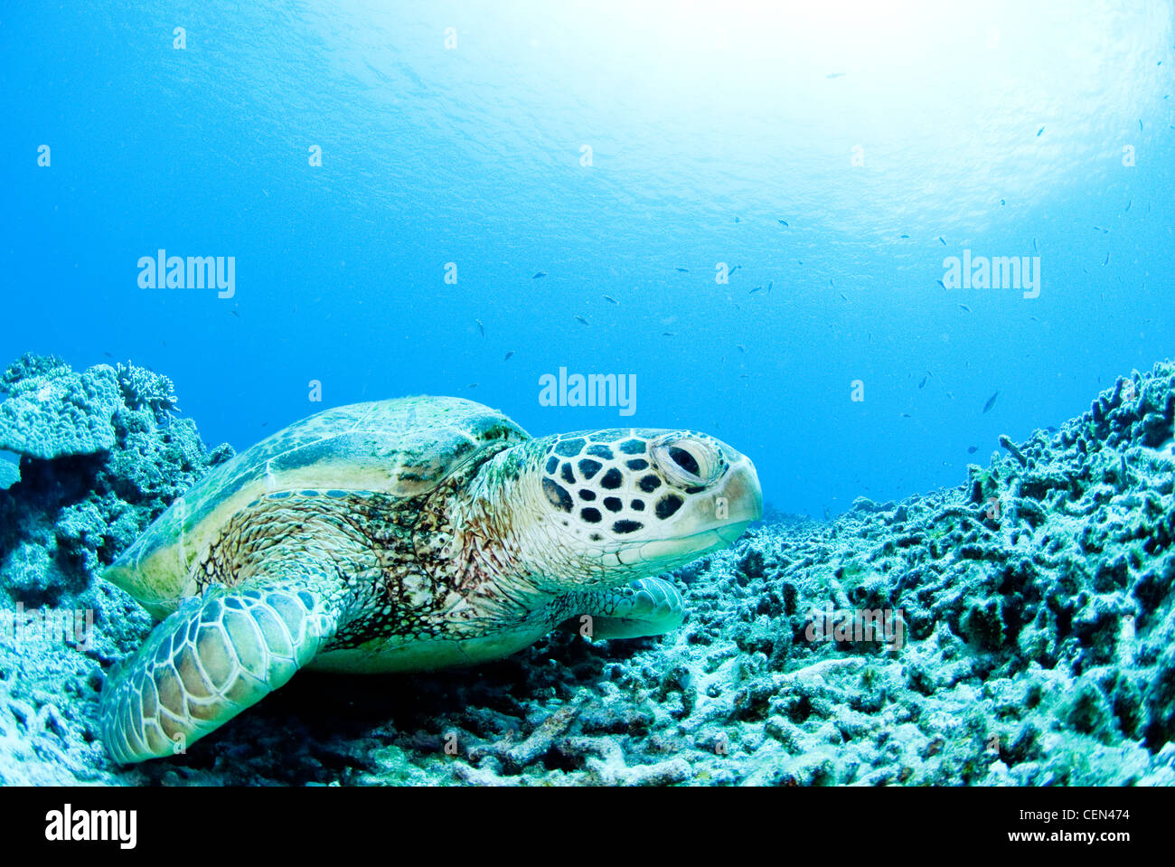 Submerged turtle hi-res stock photography and images - Alamy