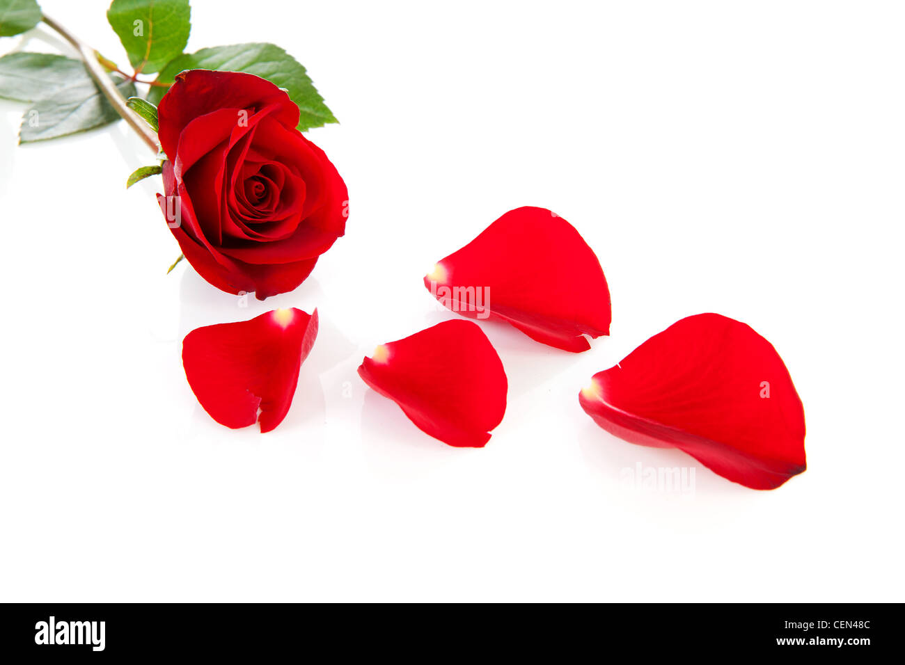 Red rose with fallen leaves over white background Stock Photo - Alamy