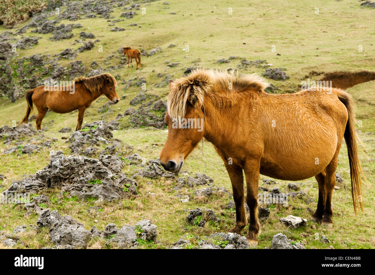 Yonaguni island hi-res stock photography and images - Alamy