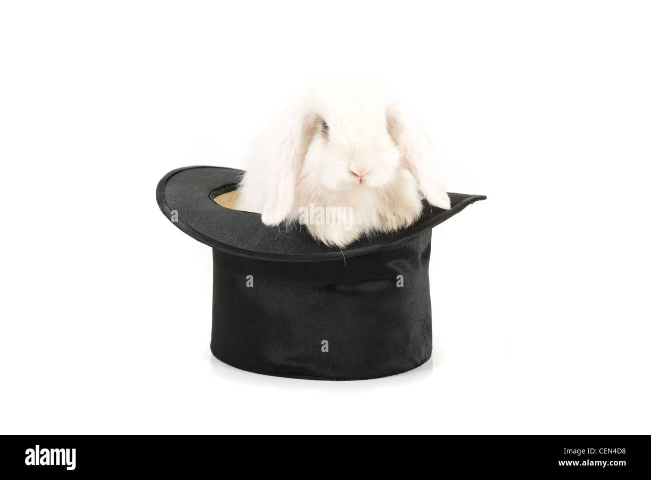 Little rabbit at black hat isolated on a white background Stock Photo ...