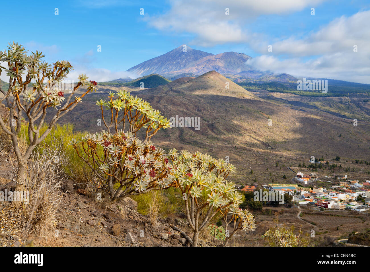 National flower of the canary islands hi-res stock photography and ...