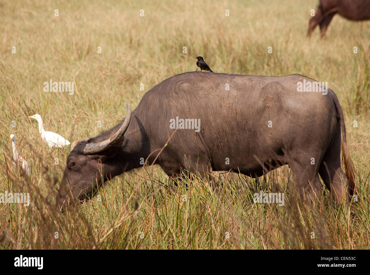 Buffalo skin hi-res stock photography and images - Alamy