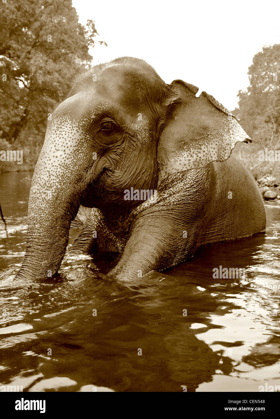 Asian elephant swimming hi-res stock photography and images - Alamy