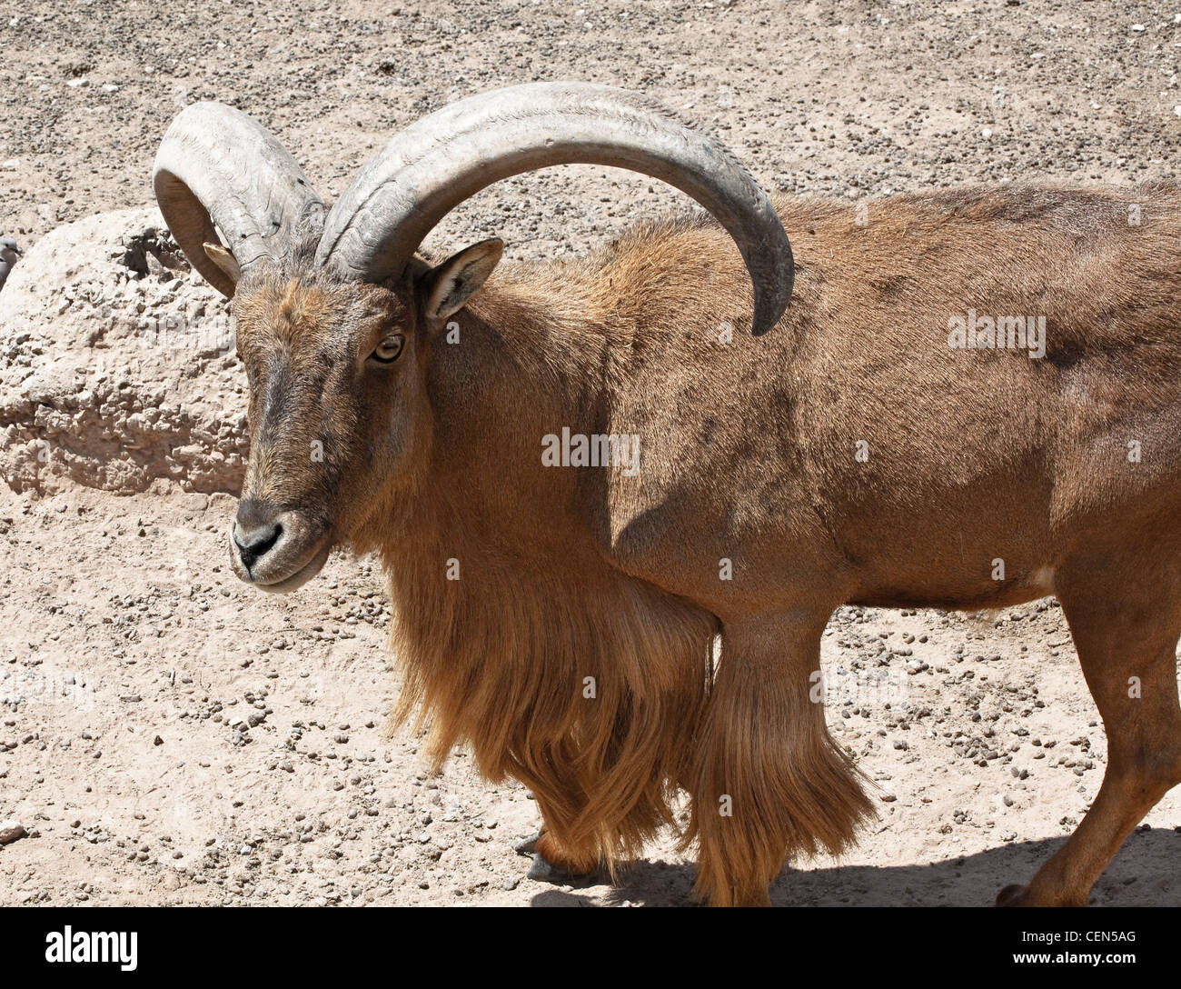 Goat ledge hi-res stock photography and images - Alamy