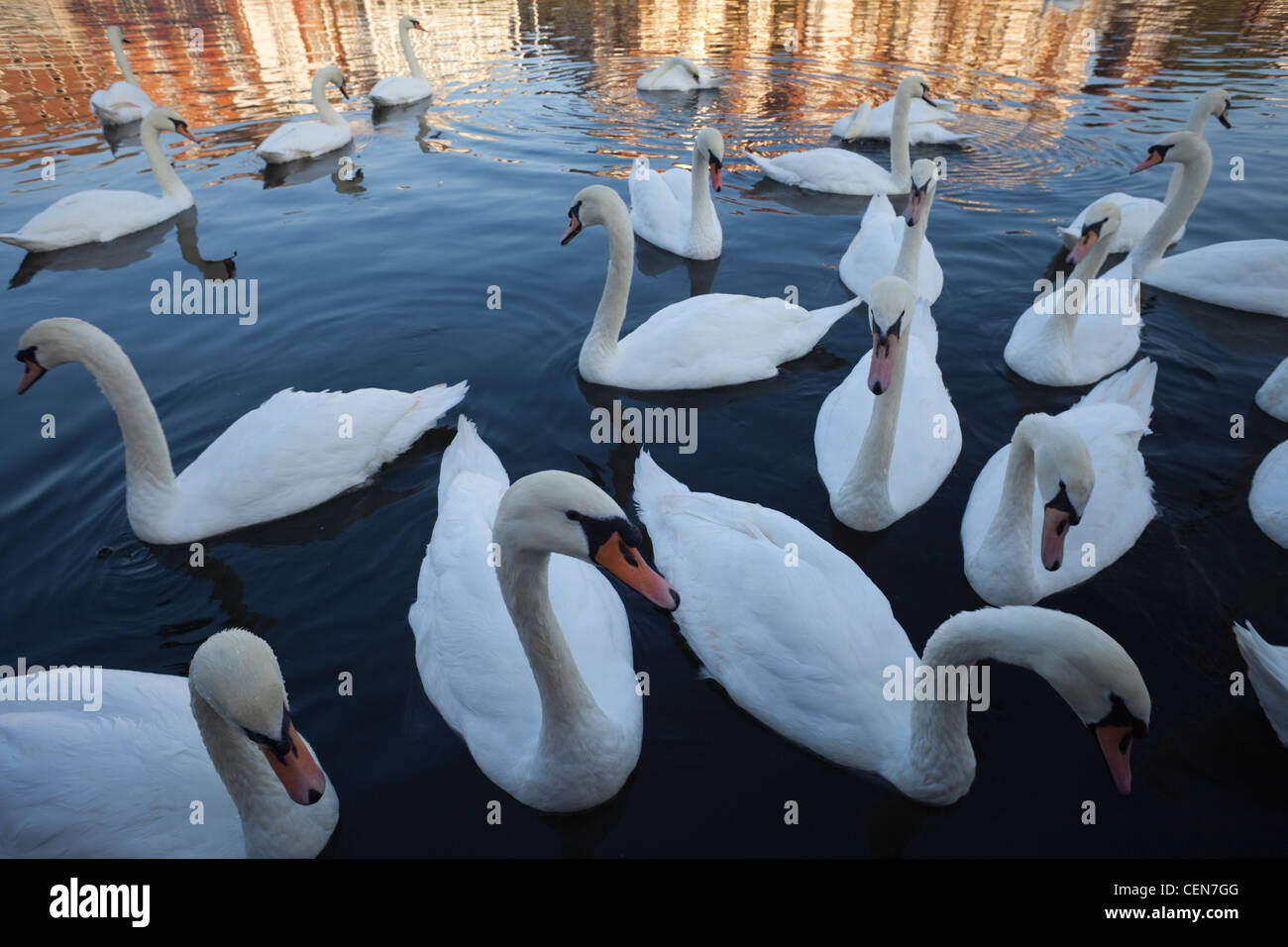 Thames swans hi-res stock photography and images - Alamy