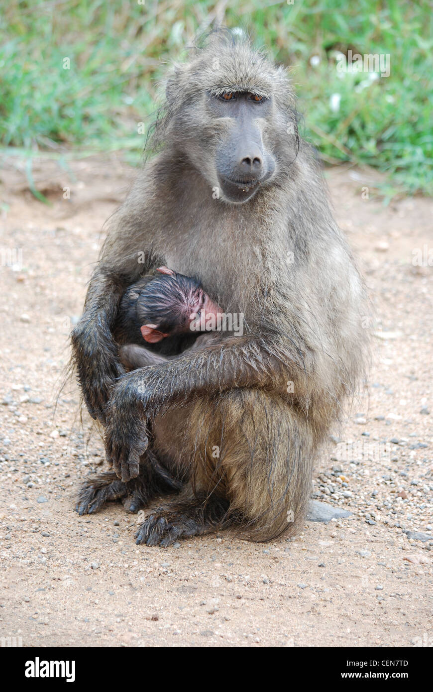 Mother Baboon with her baby Stock Photo - Alamy