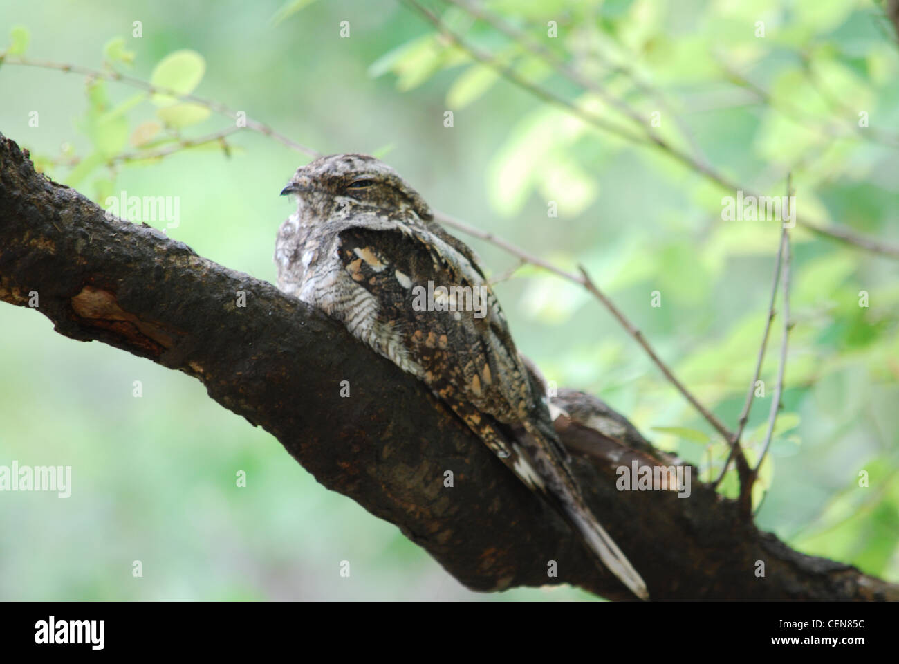 Square Tail Nightjar Stock Photo - Alamy