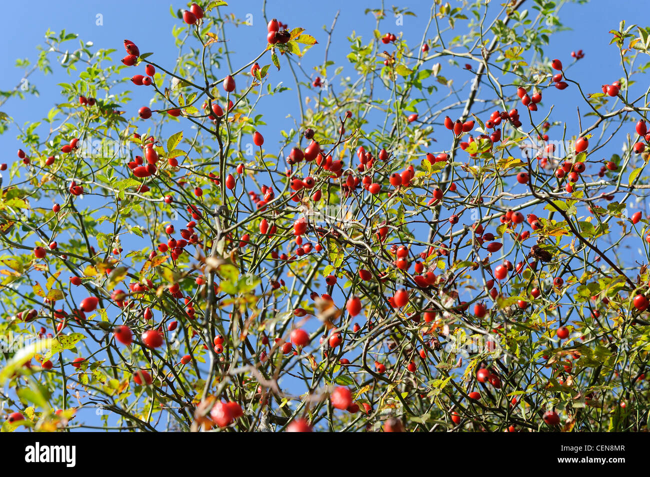 Branch leaves red berries hi-res stock photography and images - Alamy