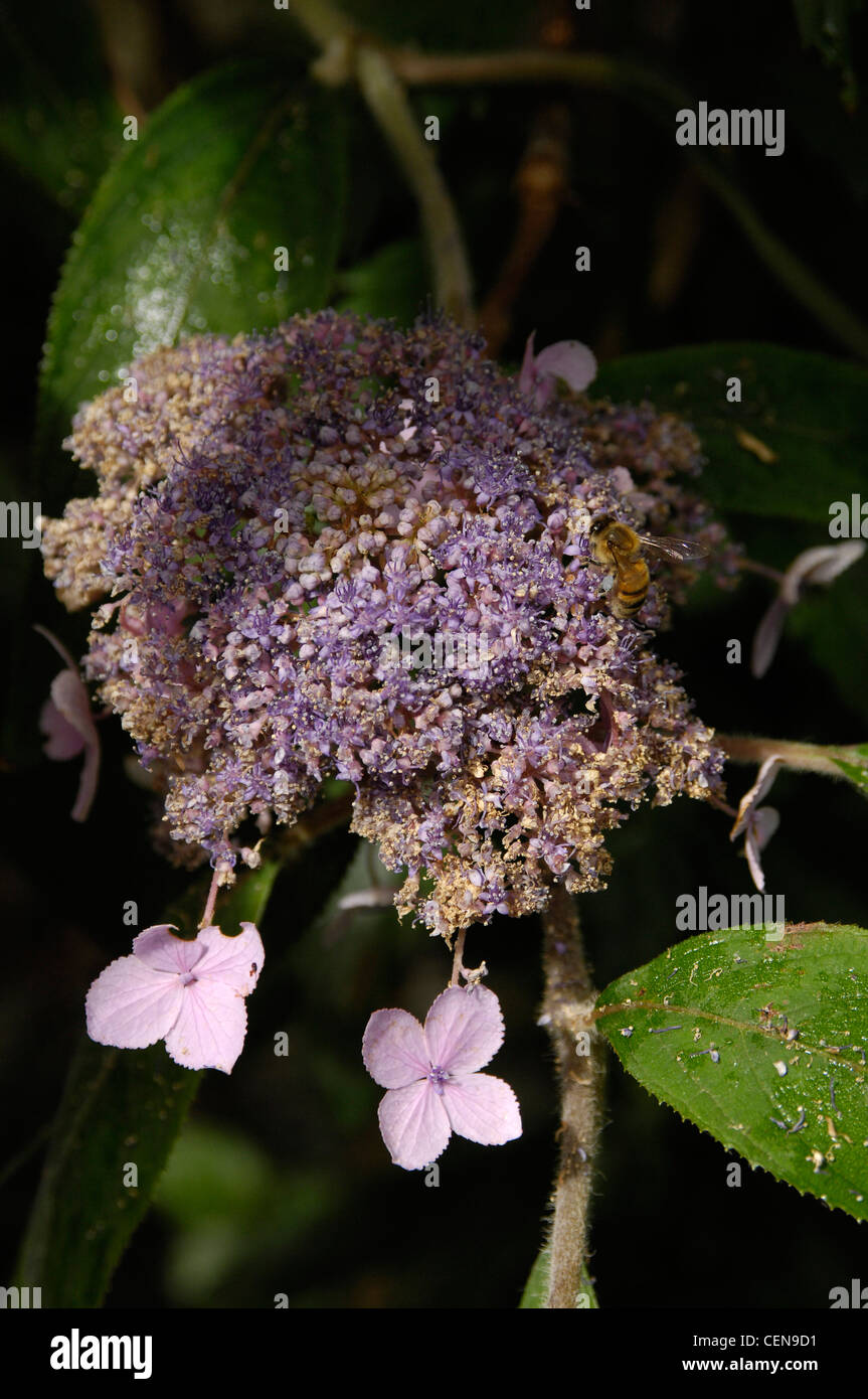 Modern Victorian Garden Detail image of mauve Hydrangea villosa flower ...