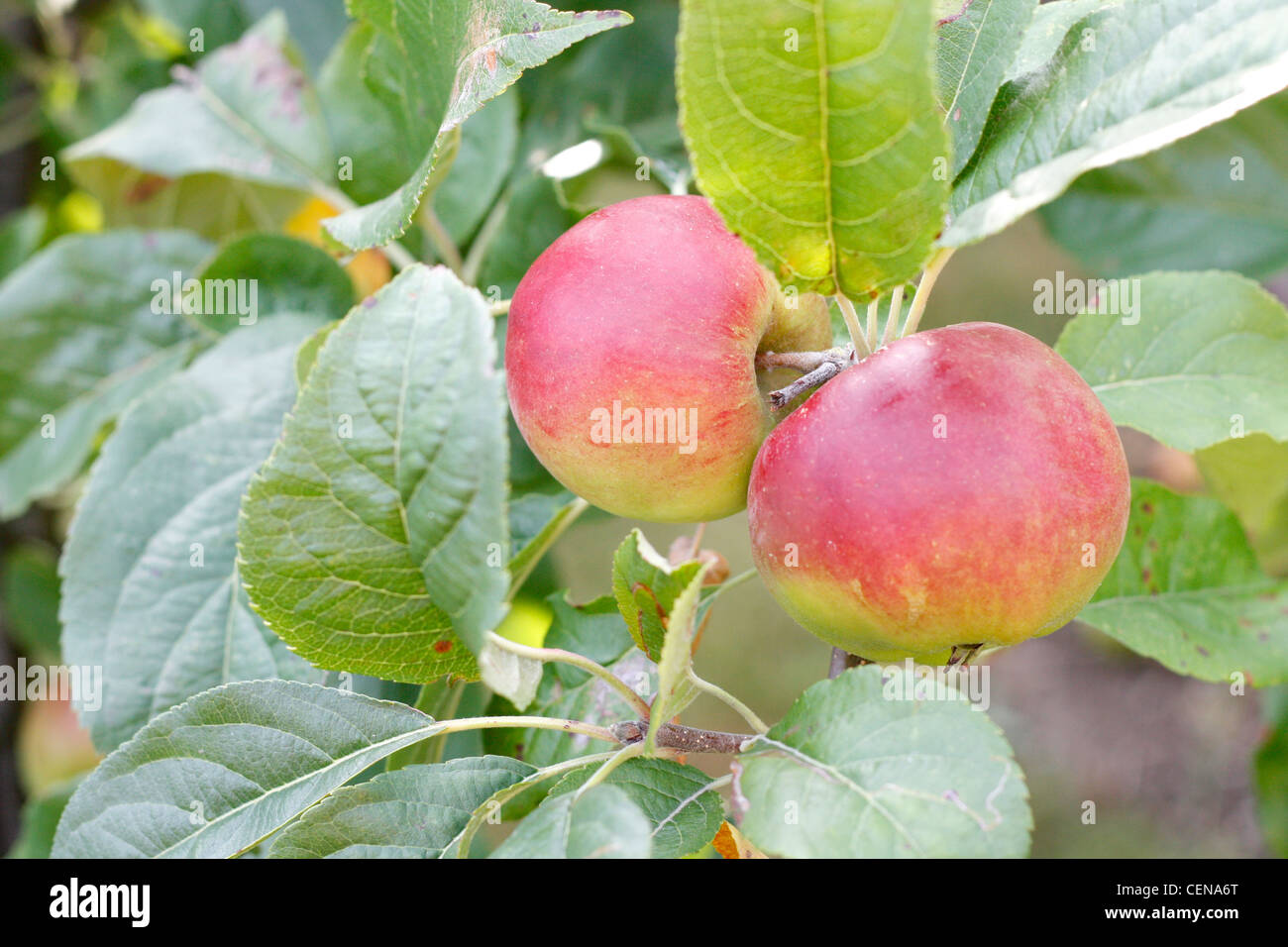 Apples tree isolated hi-res stock photography and images - Alamy