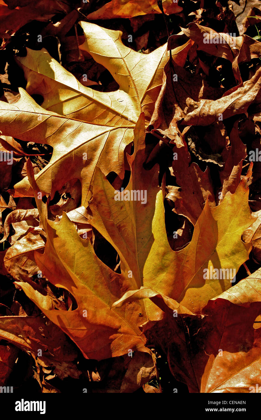 Autumn leaves scotland hi-res stock photography and images - Alamy