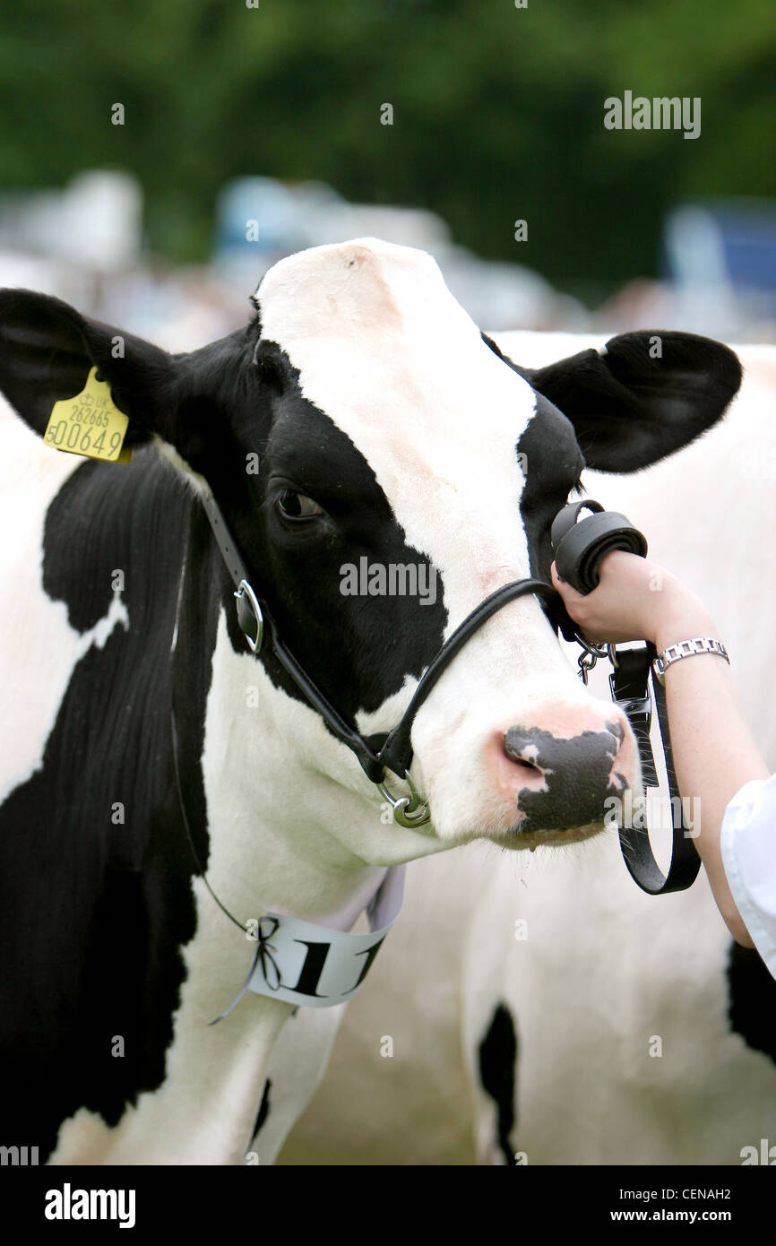 Farm show .Angus Scotland Stock Photo - Alamy