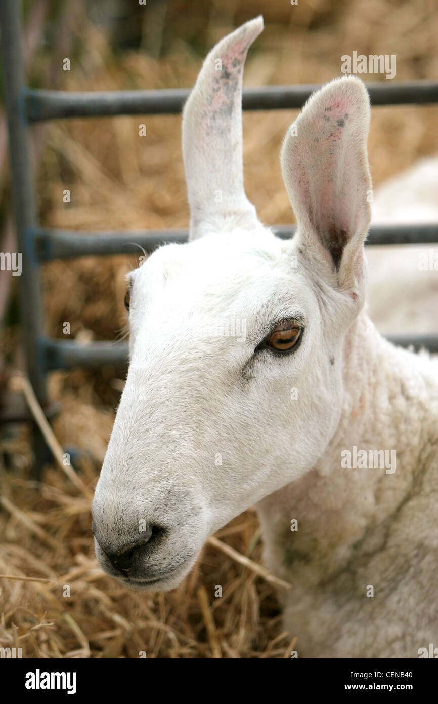 Farm show .Angus Scotland Stock Photo - Alamy