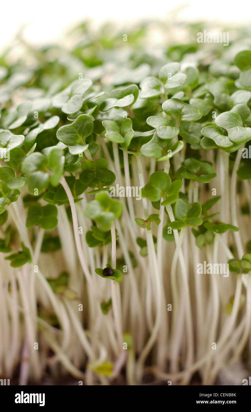 Cress plain hi-res stock photography and images - Alamy