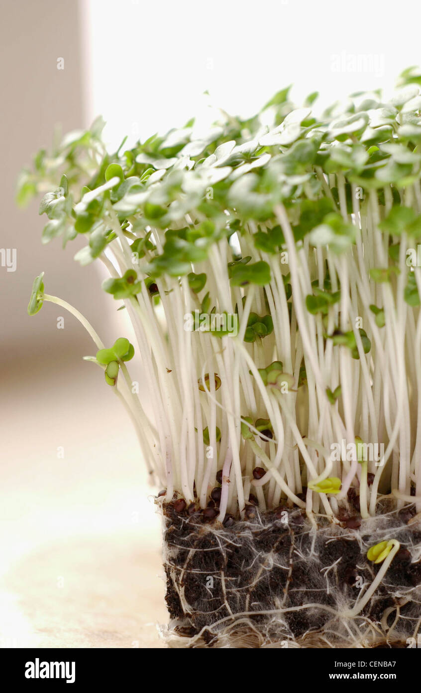 Cress plain hi-res stock photography and images - Alamy