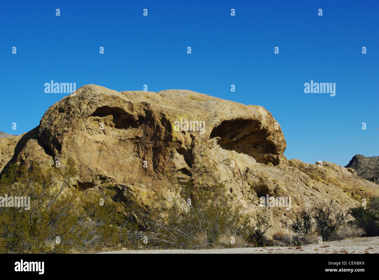 Desert shrub spider hi-res stock photography and images - Alamy