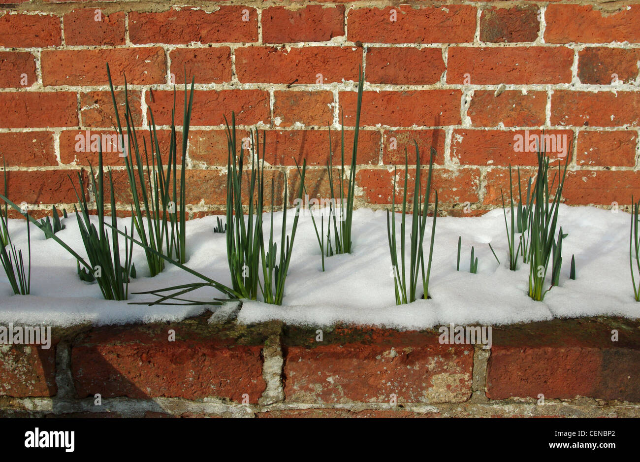 Early spring bulbs hi-res stock photography and images - Alamy