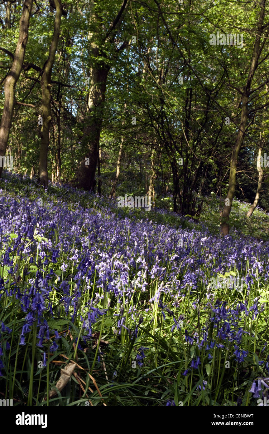 Wild blue bells hi-res stock photography and images - Alamy