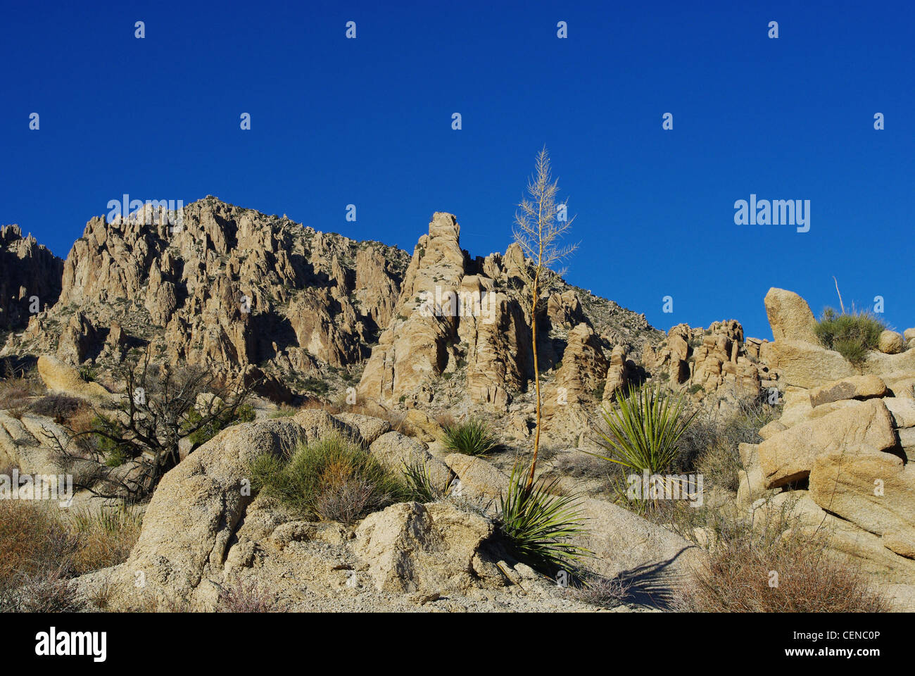 Desert plants, rocks and deep-blue sky, Nevada Stock Photo - Alamy