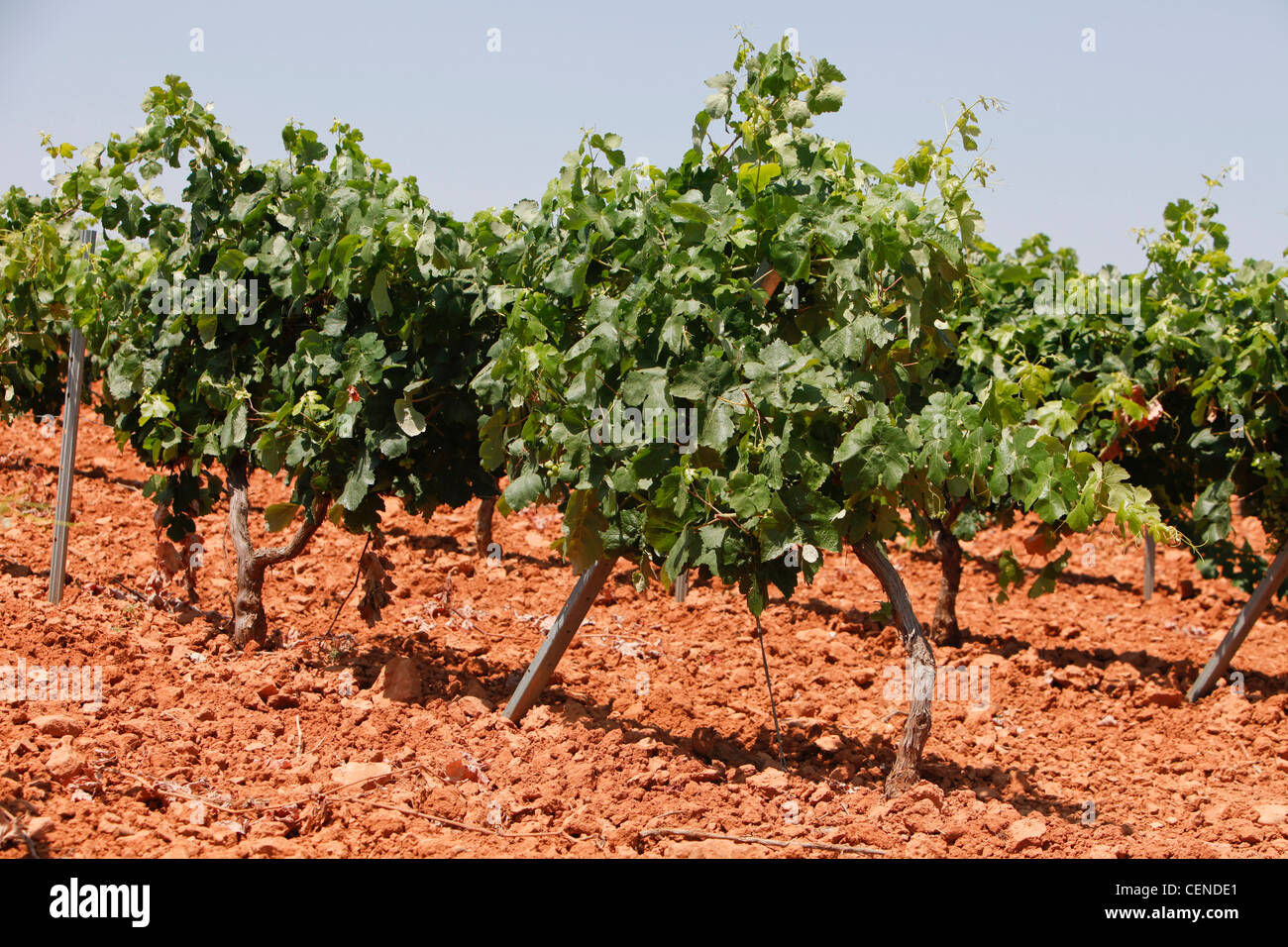 Muscatel vineyard hi-res stock photography and images - Alamy
