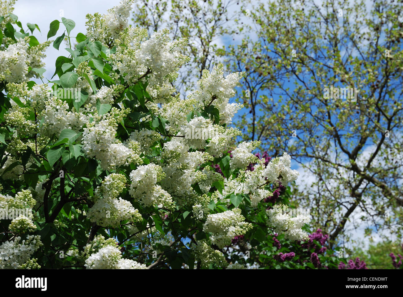 Flowering shrub of white lilac Stock Photo - Alamy