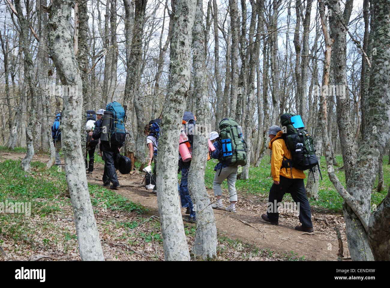 Tourists hiking through forest Stock Photo - Alamy
