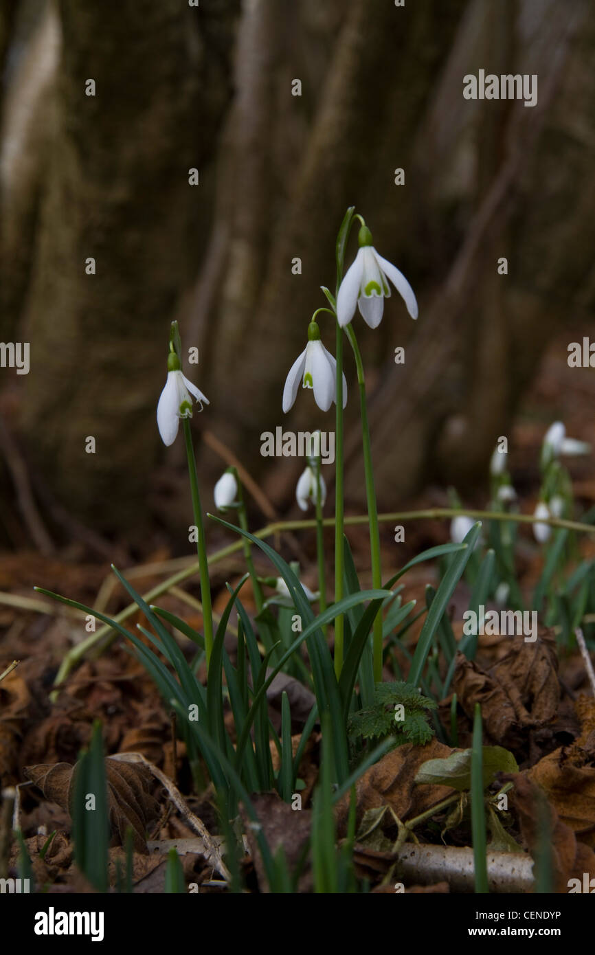 Snowdrops (galanthus) in a leaf-strewn woodland floor Stock Photo - Alamy