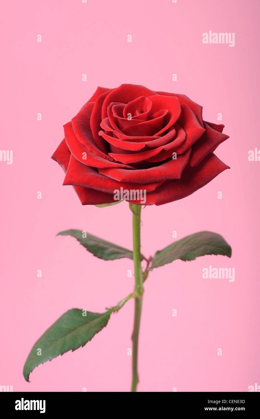 Still rose image hi-res stock photography and images - Alamy