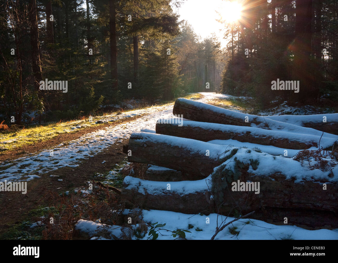 Norfolk walk winter hi-res stock photography and images - Alamy