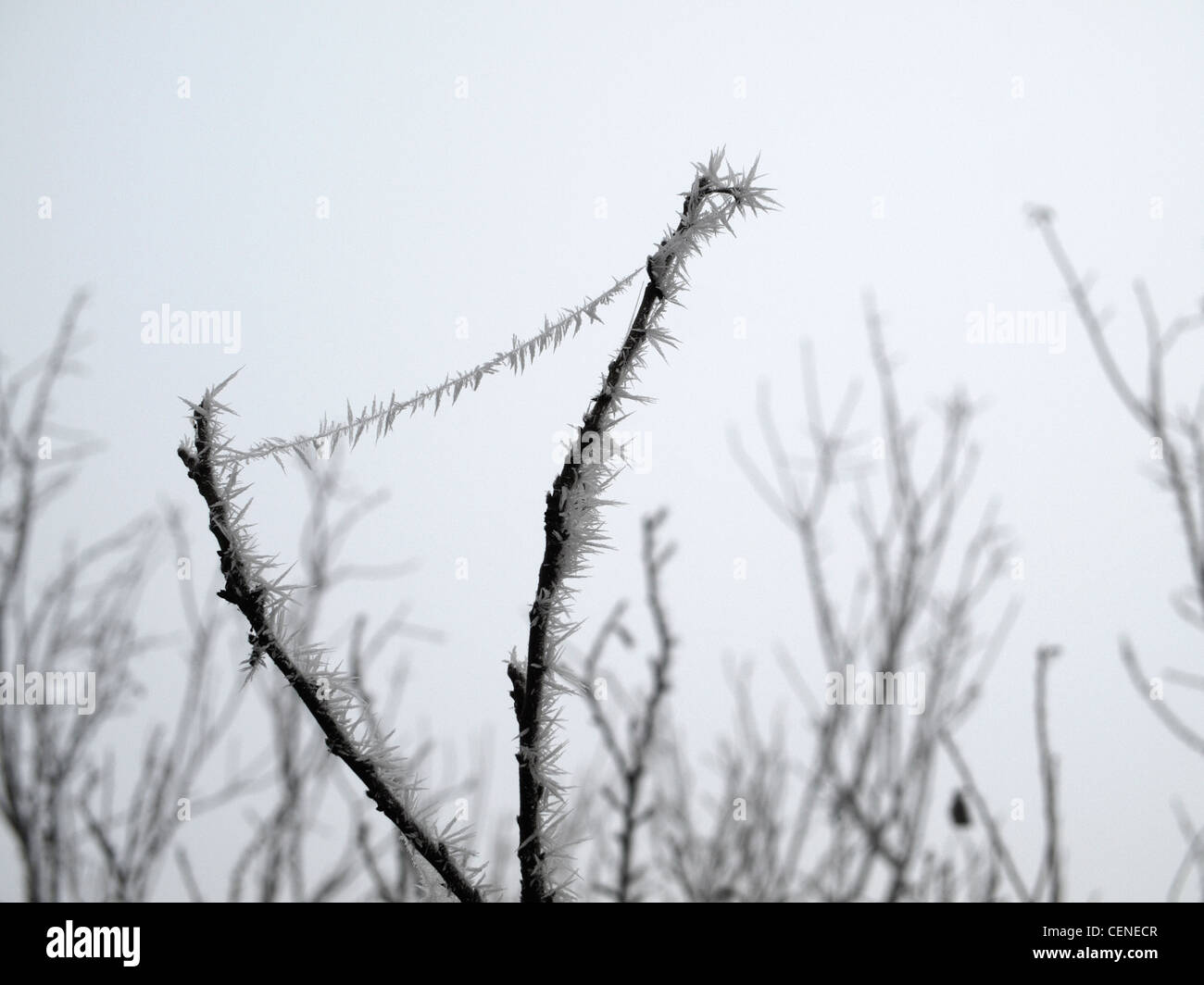 Sling branches hi-res stock photography and images - Alamy