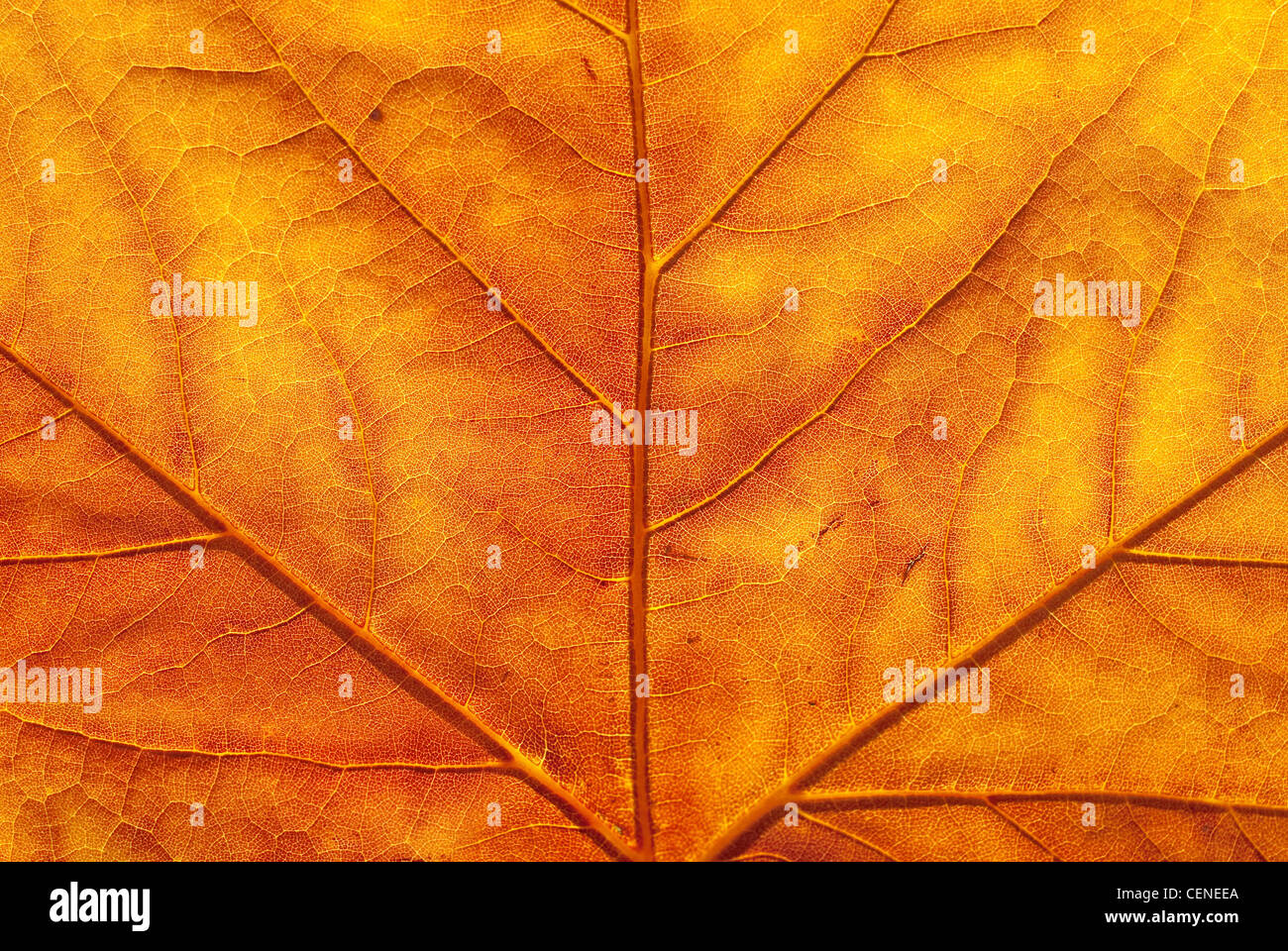 Close up of neat orange maple leaf Stock Photo - Alamy