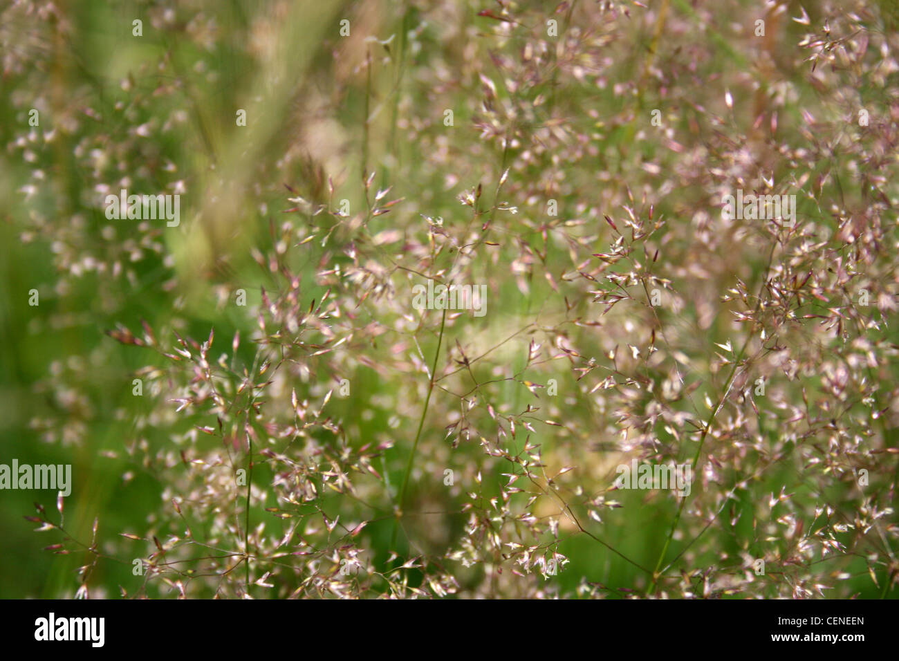 Image of wild grass hi-res stock photography and images - Alamy