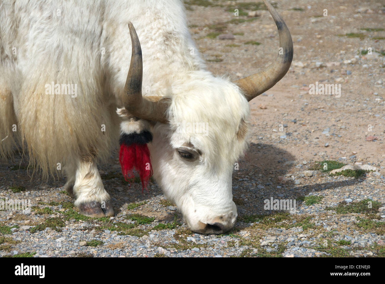 White Yak High Resolution Stock Photography and Images - Alamy