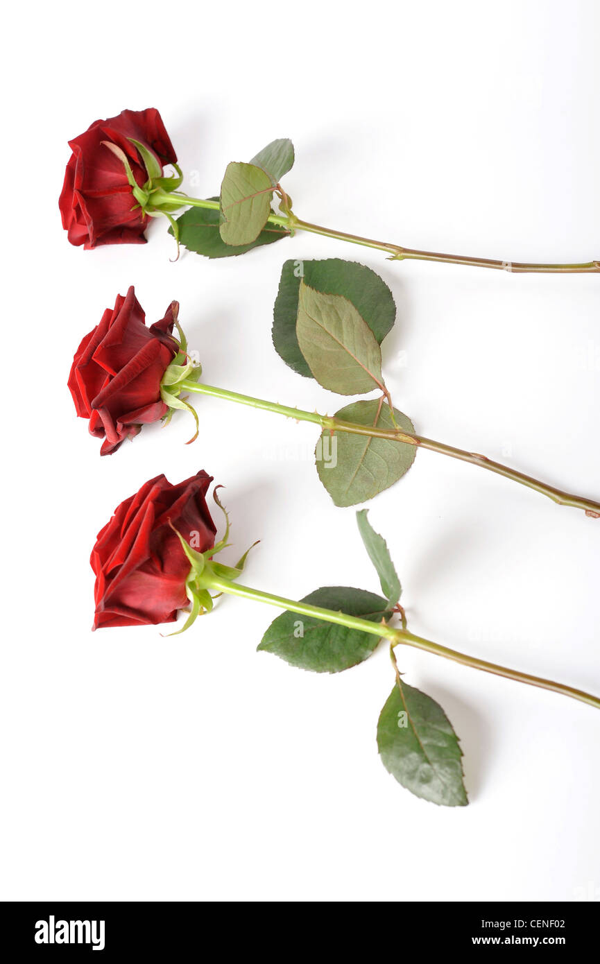 Still life red flowers Cut Out Stock Images & Pictures - Alamy