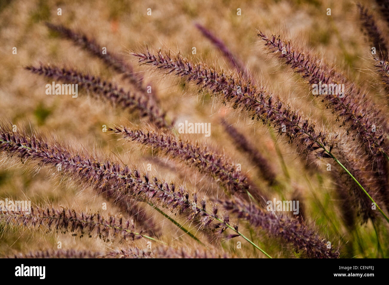 Redgrama Rangeland Ecoregions Of Western North America | SpringerLink