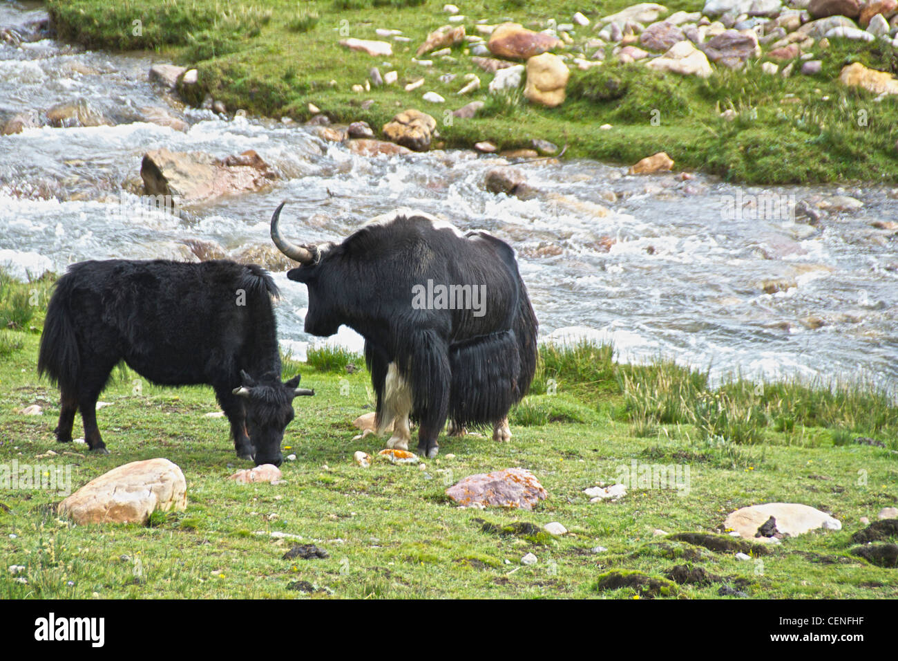Tibetan nomad and yaks hi-res stock photography and images - Alamy