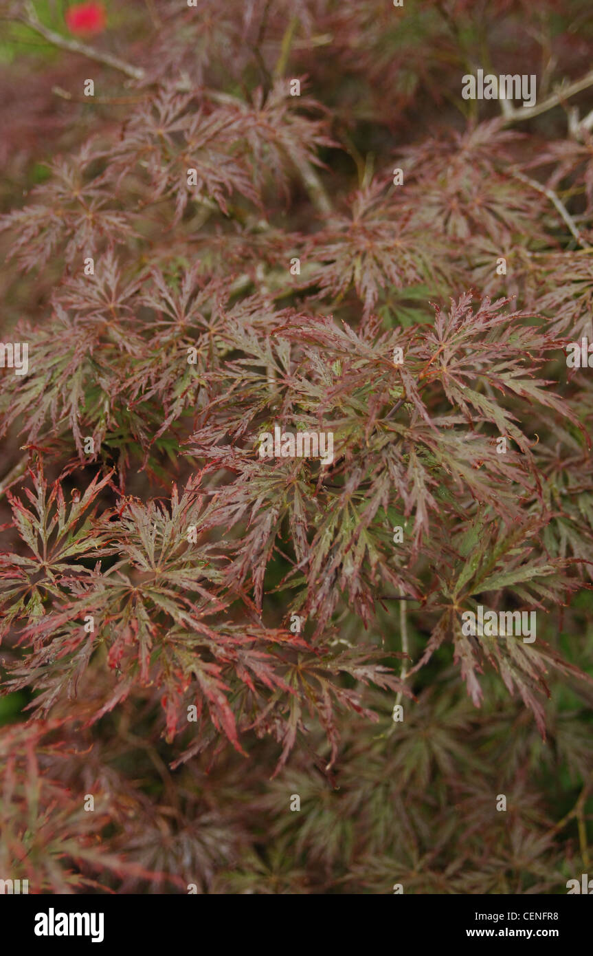 All Seasons Garden Garden detail image of red shrub acer Stock Photo ...