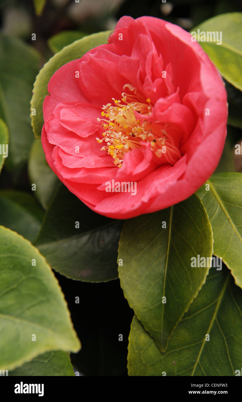 Close Up Camelia High Resolution Stock Photography and Images - Alamy